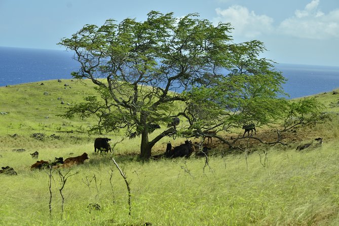 Maui Shore Excursion : Road to Hana Day Trip P/up Ka'anapali - Scenic Overlooks, Snacking, and Local Learning