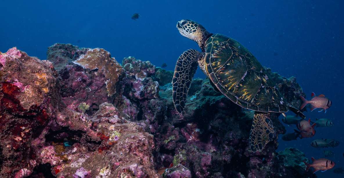 Maui: Small Group Shark & Turtle Scuba Dive from Shore - Key Points
