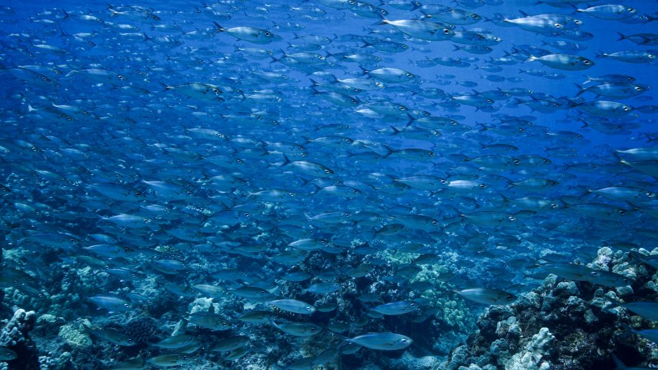 Maui: Small Group Shark & Turtle Scuba Dive from Shore - Detailed Breakdown of the Itinerary