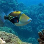 Maui Snorkel & Slide - The Value of the Maui Snorkel & Slide Tour