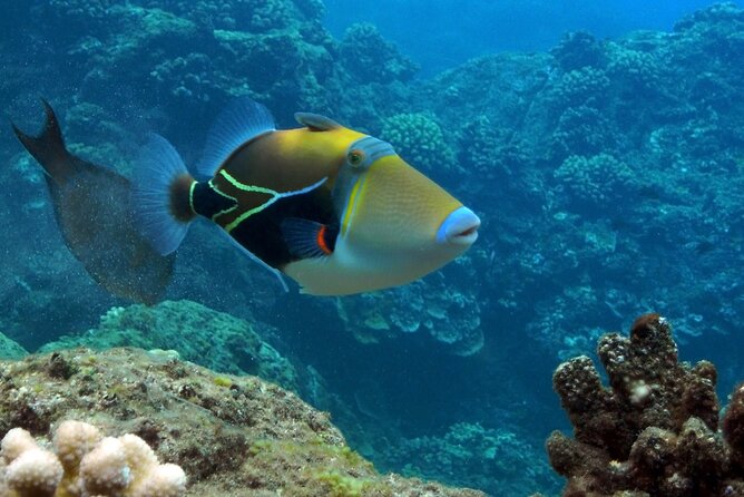 Maui Snorkel & Slide - The Value of the Maui Snorkel & Slide Tour