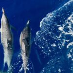 Maui Snorkeling Boat Tour to Turtle Town Aboard Quicksilver - Value for Money and Practical Tips