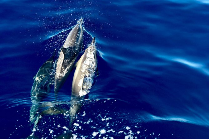 Maui Snorkeling Boat Tour to Turtle Town Aboard Quicksilver - Frequently Asked Questions