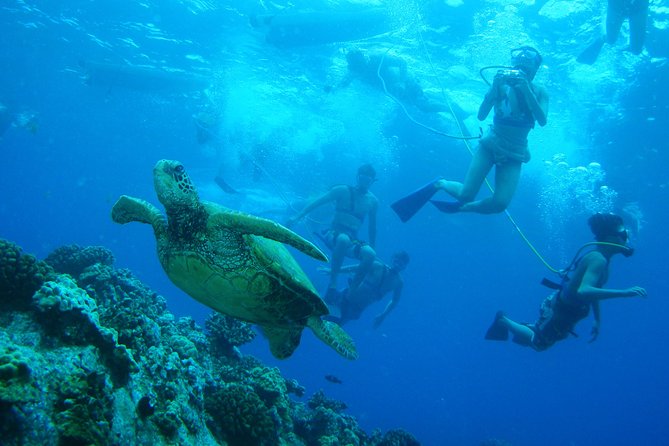 Maui Snorkeling Molokini Crater and Turtle Town - FAQs