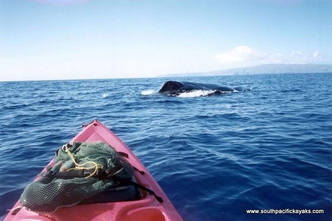 Maui South Shore Premier Kayak and Snorkel Tour from Makena Beach - The Sum Up