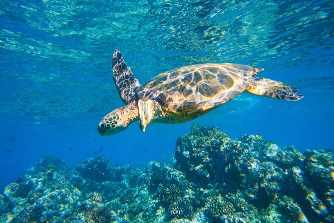 Maui South Shore Premier Kayak and Snorkel Tour from Makena Beach - FAQs
