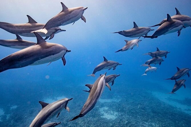 Maui to Lanai Semi-Private Eco Raft Snorkel & Dolphin Tour - The Experience: What You Can Expect