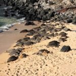Maui Tour : Road to Hana Day Trip from Kahului Lunch, Water, Chip - Who Is This Tour Best For?