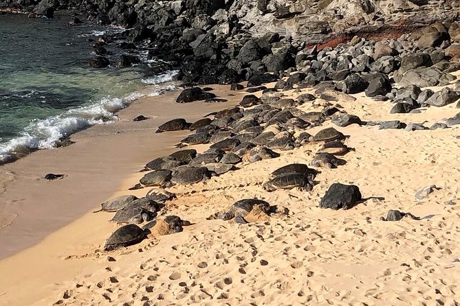 Maui Tour : Road to Hana Day Trip from Kahului Lunch, Water, Chip - Who Is This Tour Best For?
