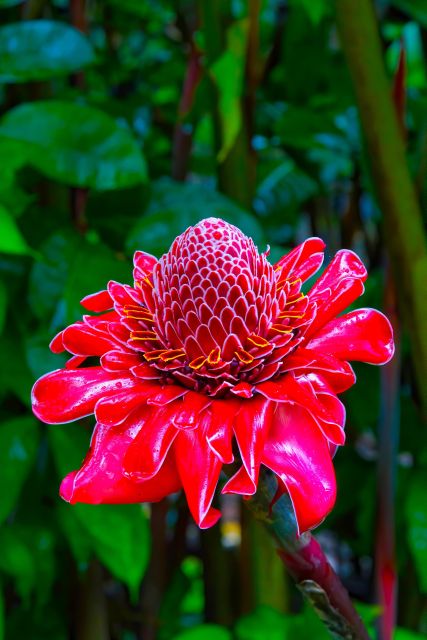 Maui Tropical Rainforest Eco Tour with Lunch - The Sum Up