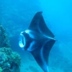 Maui: Turtle Town Kayak and Snorkel Tour - What makes this tour special?