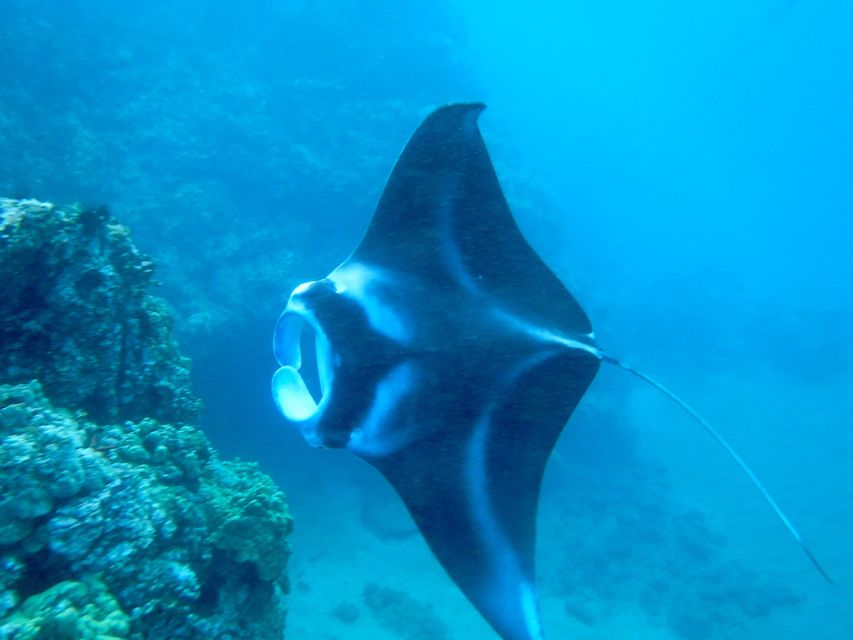 Maui: Turtle Town Kayak and Snorkel Tour - What makes this tour special?