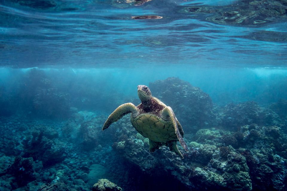 Maui: Turtle Town Kayak and Snorkel Tour - Timing & Weather Tips