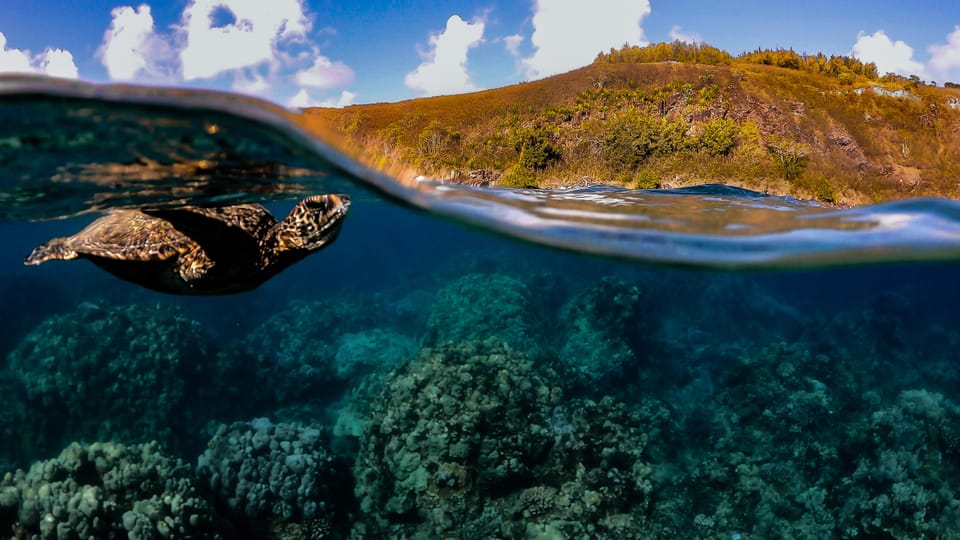 Maui: Turtle Town Sunset Glow Snorkel With Optional Photo - Key Points
