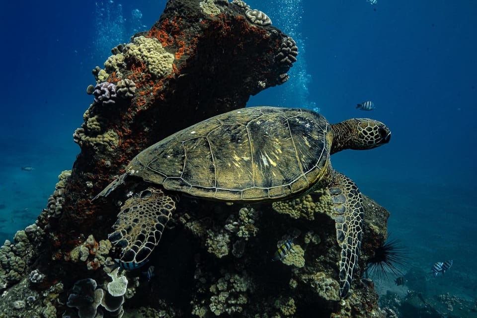 Maui: Turtle Town Sunset Glow Snorkel With Optional Photo - What Makes This Tour Special?