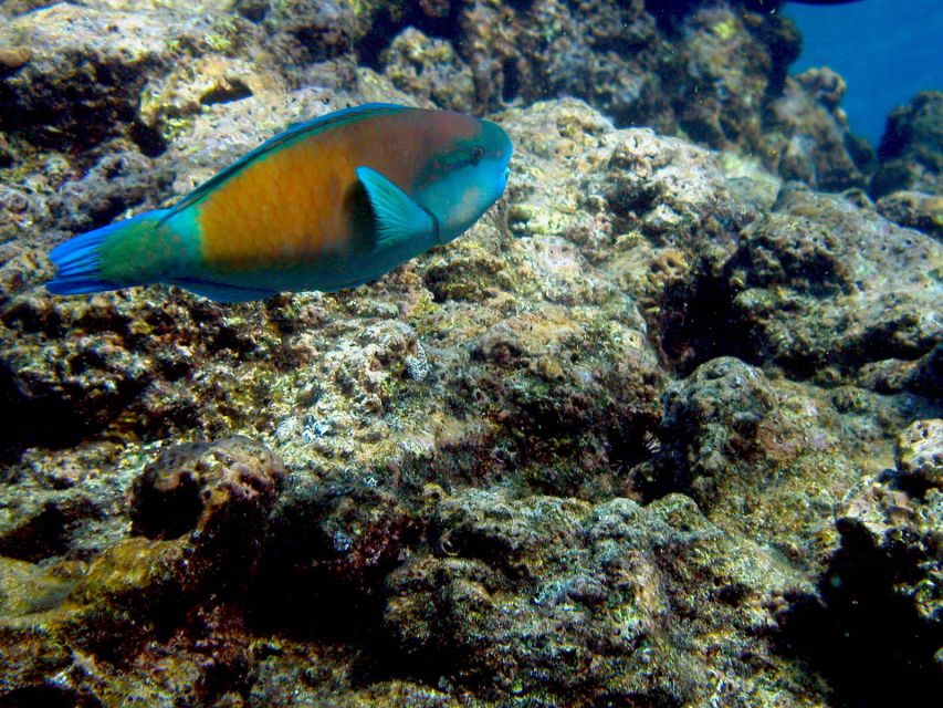 Maui: West Side Discovery Kayak & Snorkel from UKUMEHAME - Why This Tour Offers Great Value