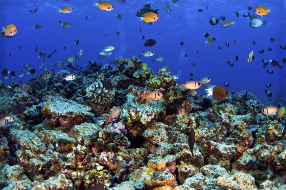 Maui: West Side Discovery Kayak & Snorkel from UKUMEHAME - Final Thoughts