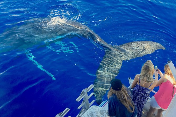 Maui Whale Watch & Snorkel from Ma'alaea Harbor Pride of Maui - Key Points