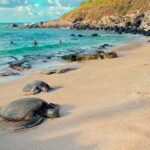 Mauis Sea Turtles, Waterfalls and Road to Hana Adventure - Final Thoughts