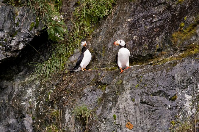 Meares Glacier Cruise Excursion from Valdez - Final Thoughts: Is This Tour for You?
