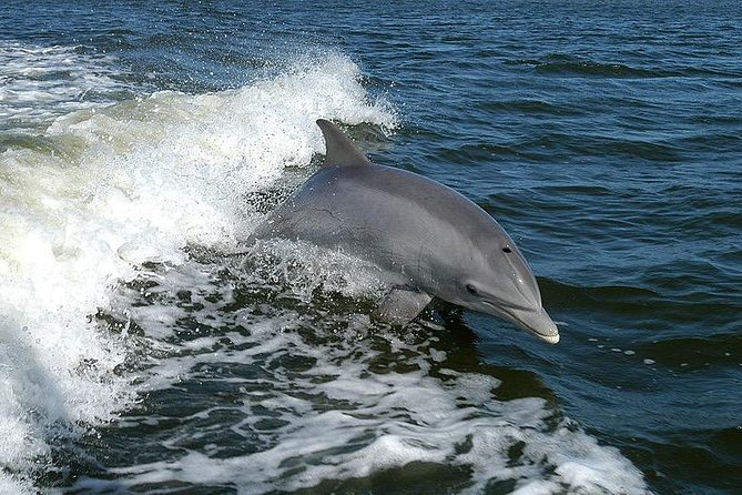 Mega Bite Dolphin Tour Boat in Clearwater Beach - The Authenticity & Reviewer Insights