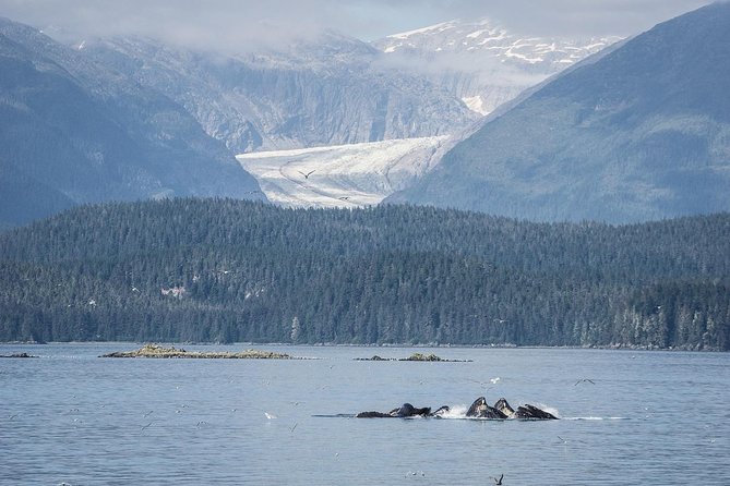 Mendenhall Glacier Visitor Center and Ultimate Whale Watch Combo - An In-Depth Look at the Tour Experience
