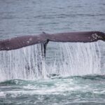 Mendenhall Glacier Visitor Center and Ultimate Whale Watch Combo - Insights from Travelers and Review Highlights