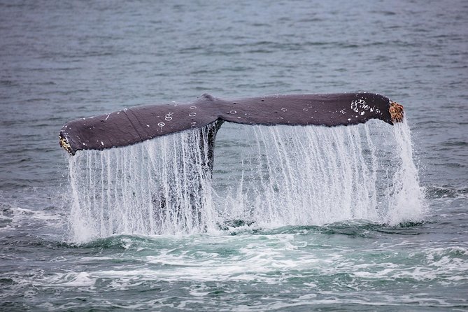 Mendenhall Glacier Visitor Center and Ultimate Whale Watch Combo - Insights from Travelers and Review Highlights