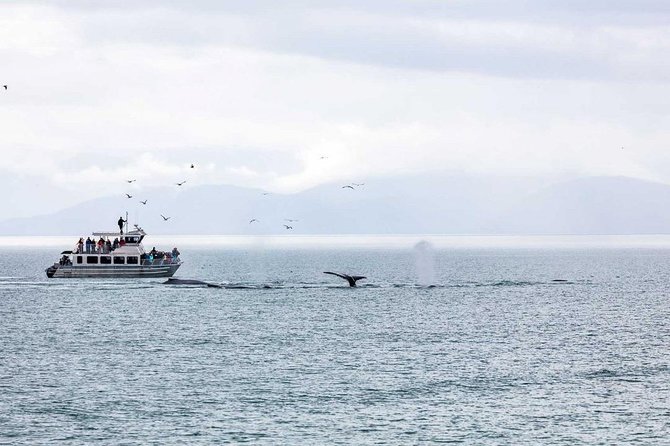 Mendenhall Glacier Visitor Center and Ultimate Whale Watch Combo - Final words