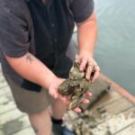 Mere Point Oyster Farm Tour - Practical Details & Tips