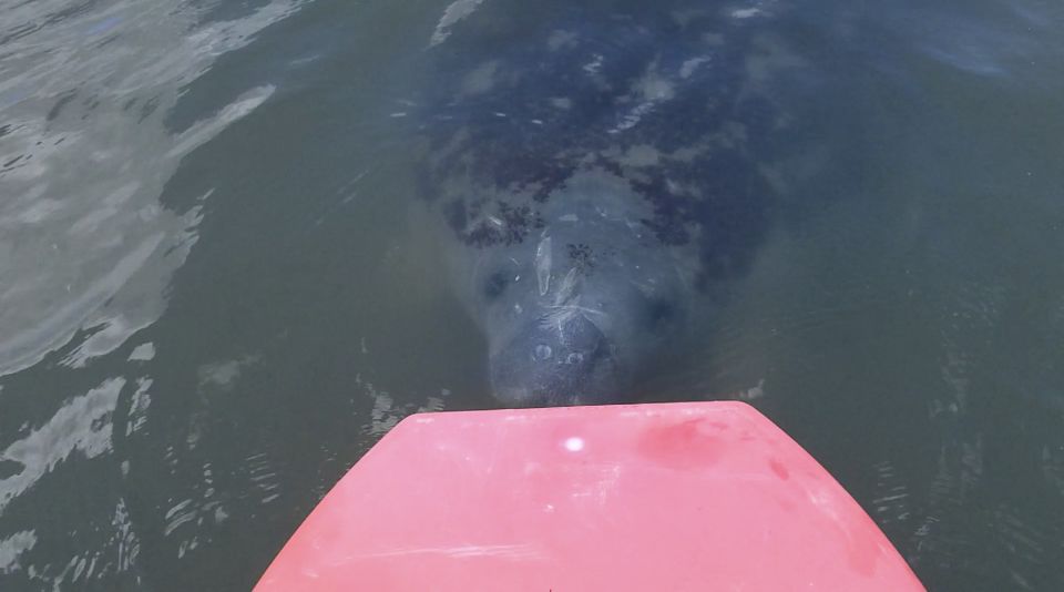 Merritt Island: Manatee Watching Paddle or Kayak Tour - What to Expect from the Merritt Island Wildlife Tour