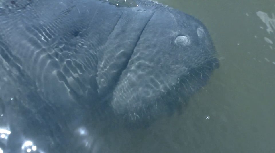 Merritt Island: Manatee Watching Paddle or Kayak Tour - Authentic Insights from Past Participants