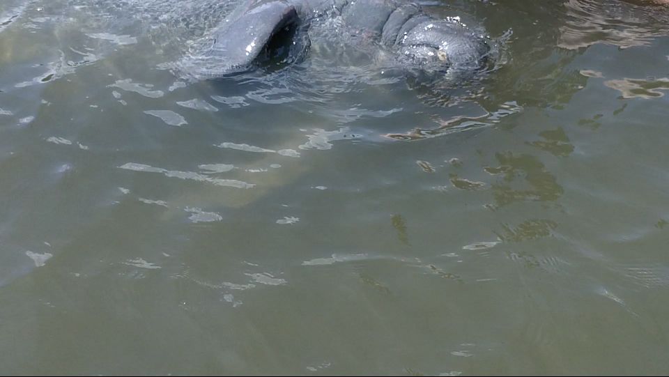 Merritt Island: Manatee Watching Paddle or Kayak Tour - Who Should Consider This Tour?