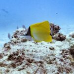Mesmerizing Private SCUBA Diving Charter in Paradise from Waikiki - Diving and Snorkeling Experience