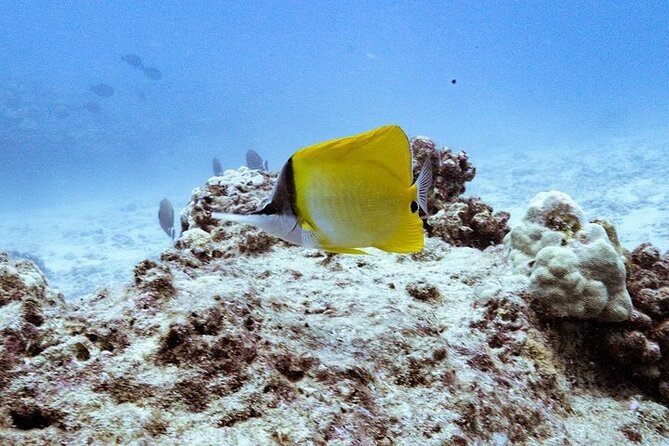 Mesmerizing Private SCUBA Diving Charter in Paradise from Waikiki - Diving and Snorkeling Experience