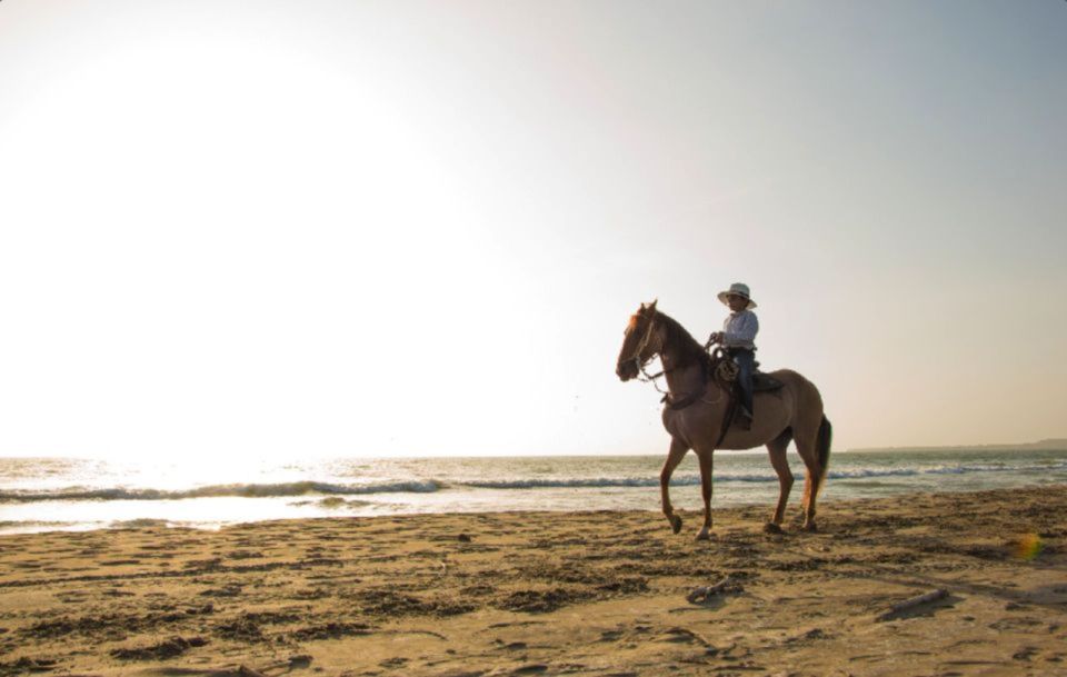 Miami: Beach Horse Ride & Nature Trail - The Horses & Safety: Gentle Companions for All