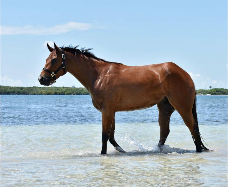 Miami: Beach Horse Ride & Nature Trail - The Guides & Experience Quality