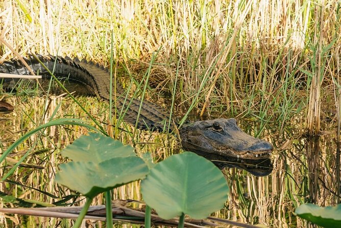 Miami Discovery Tour: 2-Days Hop-On Hop-Off Explore Your Way - Practical Insights for Travelers  