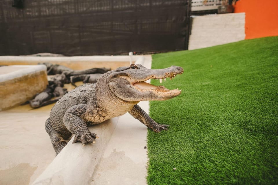 Miami: Everglades Adventure & Big Bus Hop-on Hop-off Tour - What’s Included and What’s Not