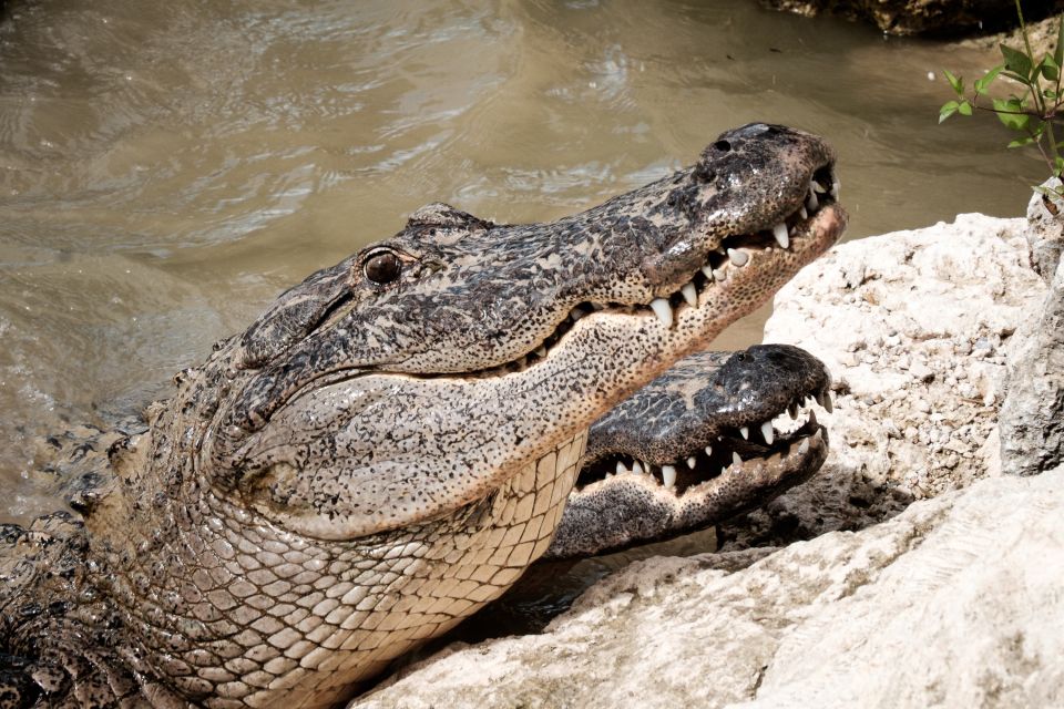Miami: Everglades Airboat & Animal Sanctuary Tour with Photo - Key Points