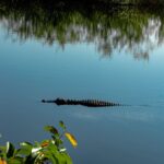 Miami: Everglades Airboat & Animal Sanctuary Tour with Photo - Who Should Consider This Tour?