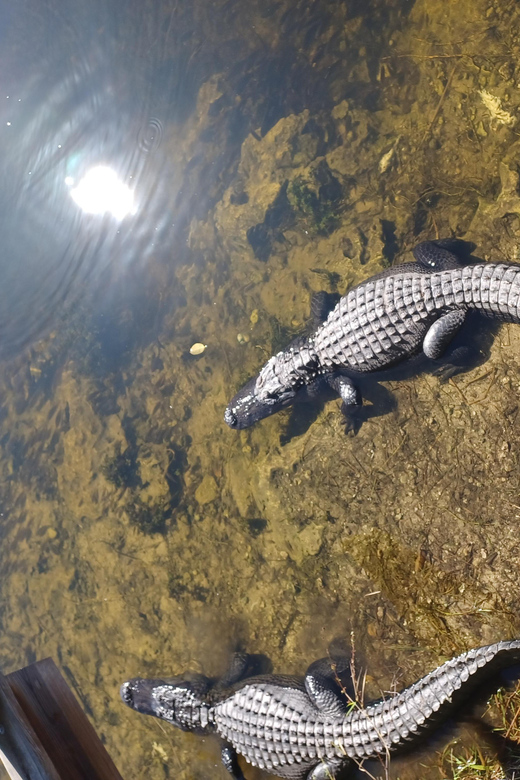 Miami: Everglades Airboat Eco Tour w/ Luxury Transportation - Key Points