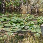 Miami: Everglades Airboat Eco Tour w/ Luxury Transportation - Practical Tips & Considerations