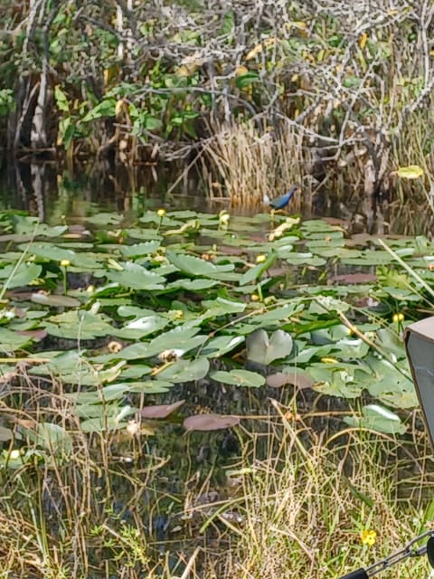 Miami: Everglades Airboat Eco Tour w/ Luxury Transportation - Practical Tips & Considerations