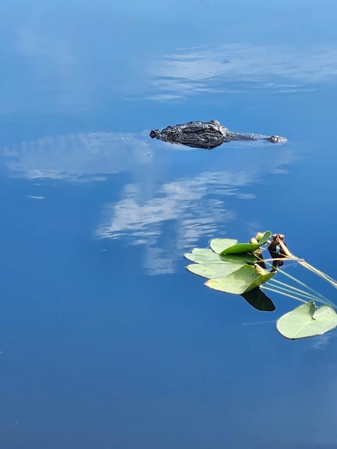Miami: Everglades Airboat Eco Tour w/ Luxury Transportation - Final Thoughts