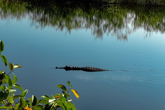 MIAMI: Everglades Airboat, Wildlife Gator Show and Photo - Potential Drawbacks
