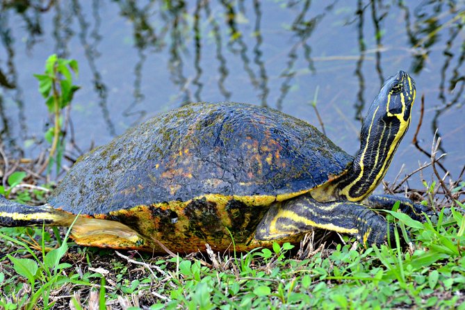 MIAMI: Everglades Airboat, Wildlife Gator Show and Photo - Practical Tips for Your Tour