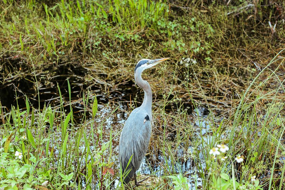 Miami: Everglades National Park Airboat Tour & Wildlife Show - Review Insights and Real Guest Experiences
