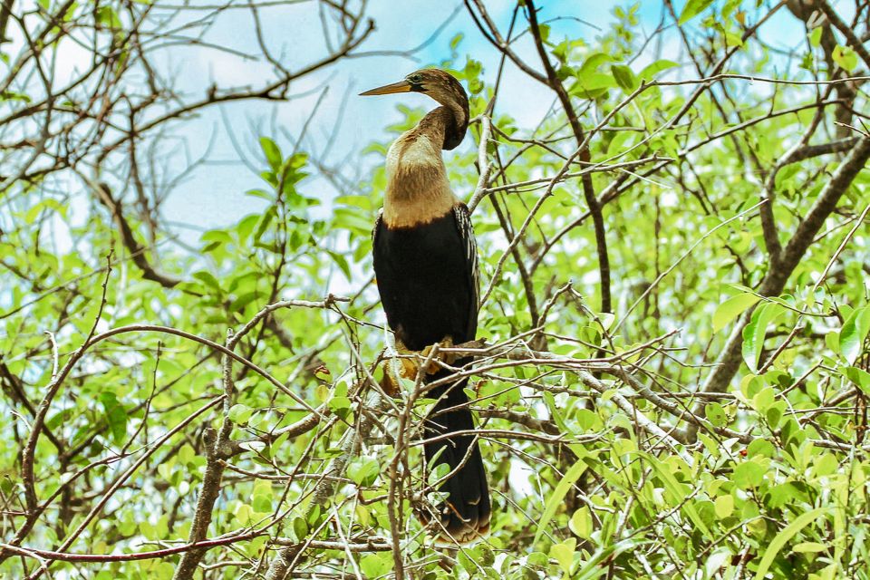 Miami: Everglades National Park Airboat Tour & Wildlife Show - The Sum Up