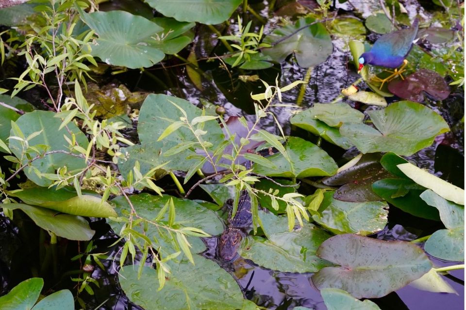 Miami: Everglades River of Grass Small Airboat Wildlife Tour - Who Should Consider This Tour?